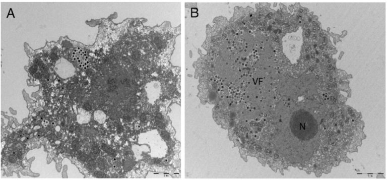 mamavirus – Benjamin Tseng