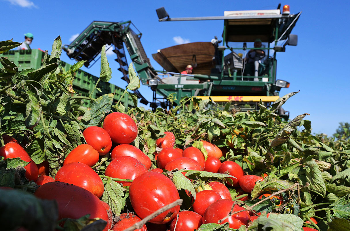 Yummy AND durable 🍅 – Benjamin Tseng